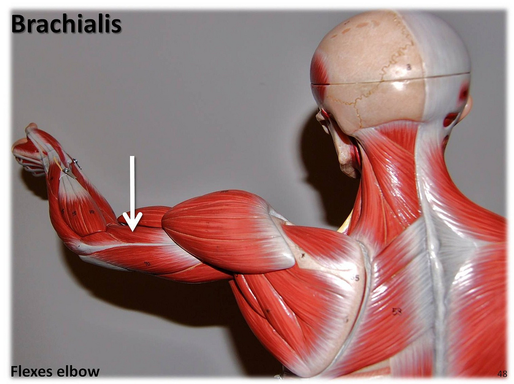 Beast Life: Bicep Exercises – Men Of The West