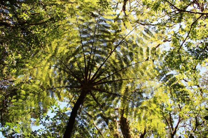 Food Forest Design II: The Sub-Canopy – Men Of The West